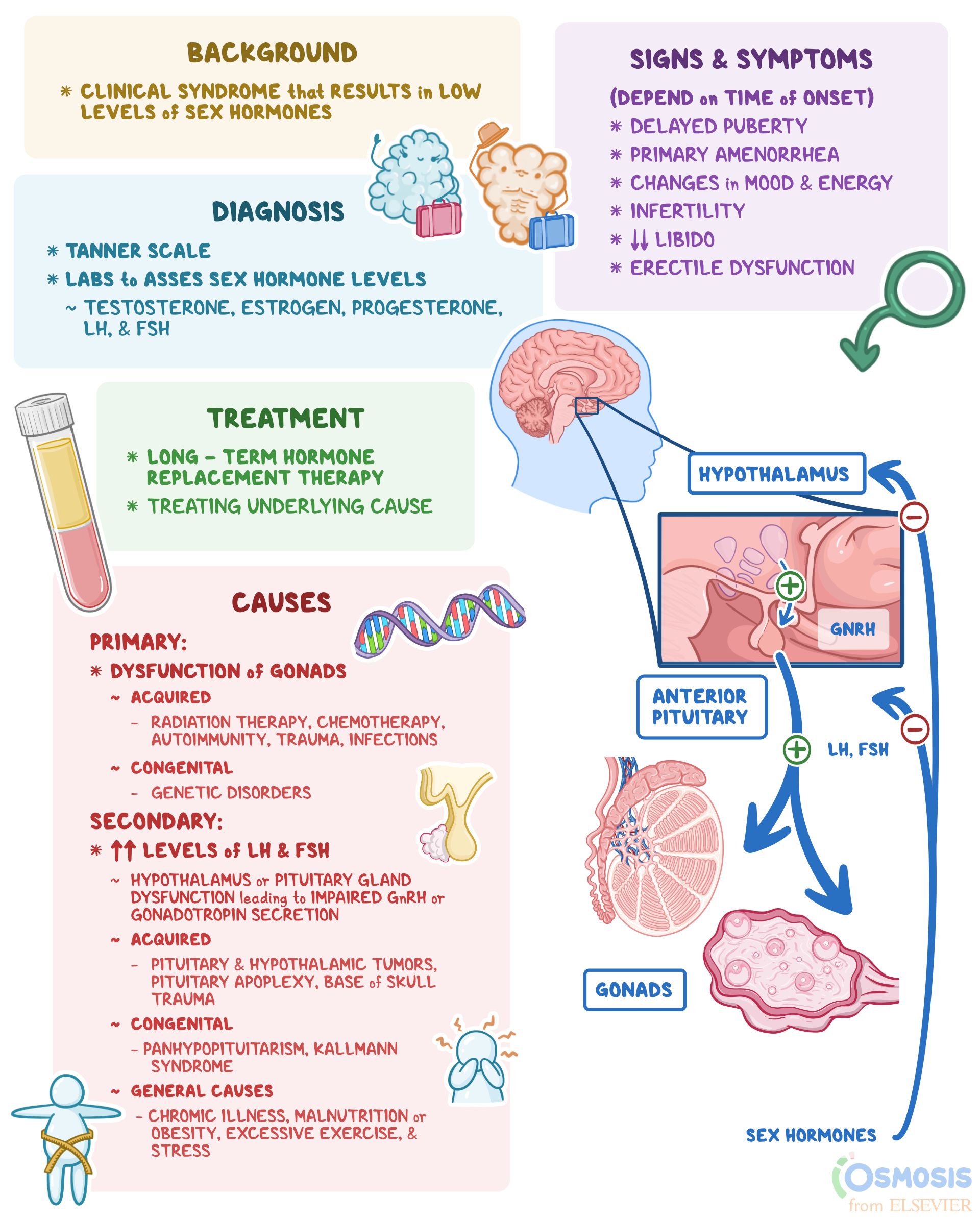 Hypogonadism What Is It Causes Signs And Symptoms And More Osmosis