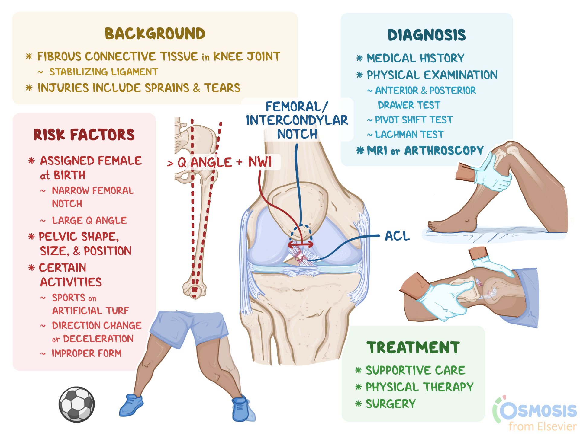 Anterior Cruciate Ligament Acl Injuries What Are They Female