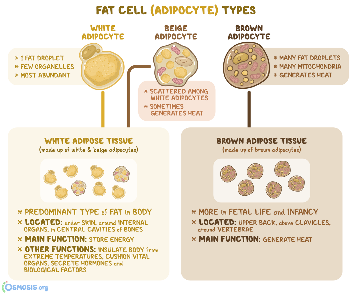 Adipose Tissue What Is It Location Function And More Osmosis