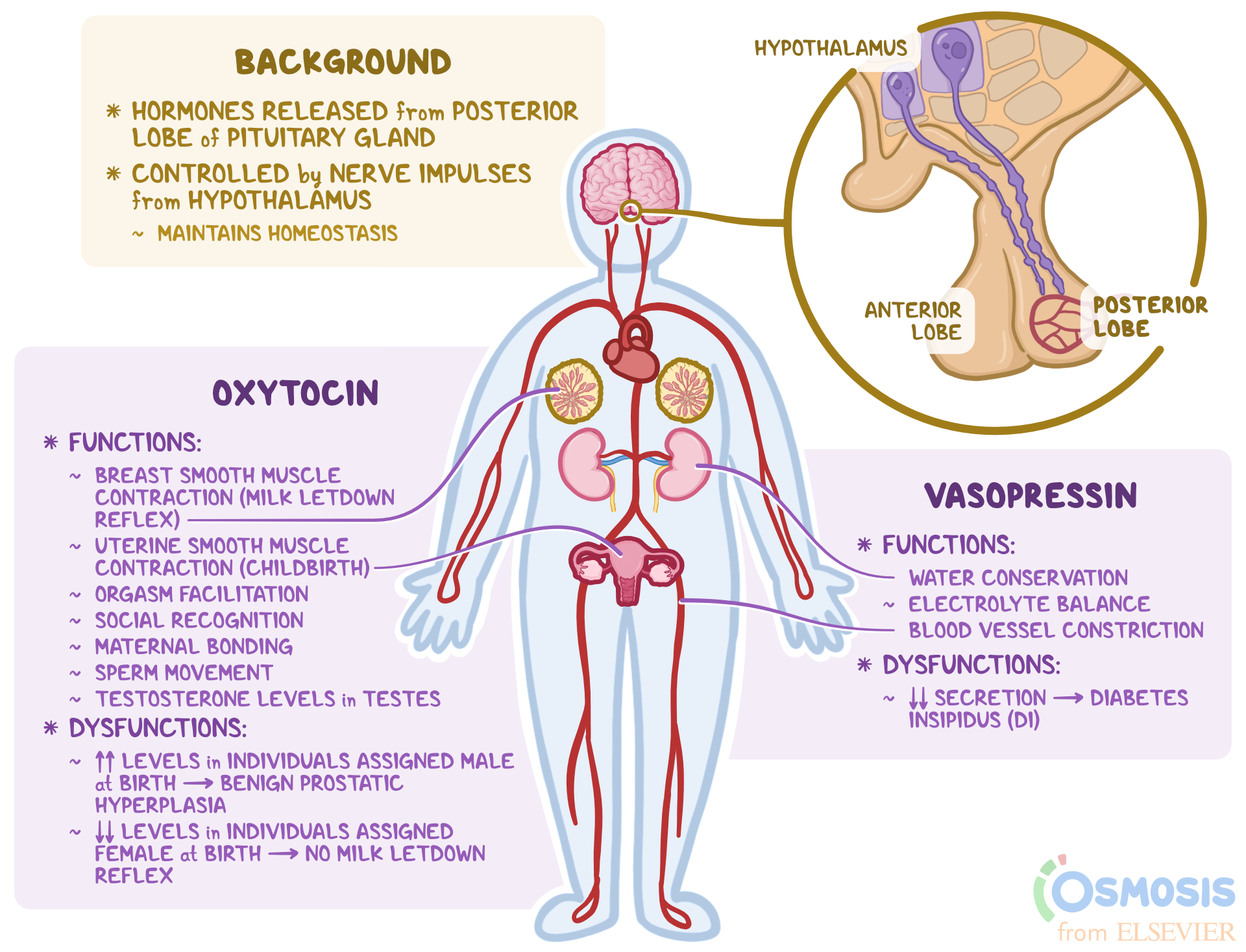 Posterior Pituitary Hormones What Are They Their Function And More