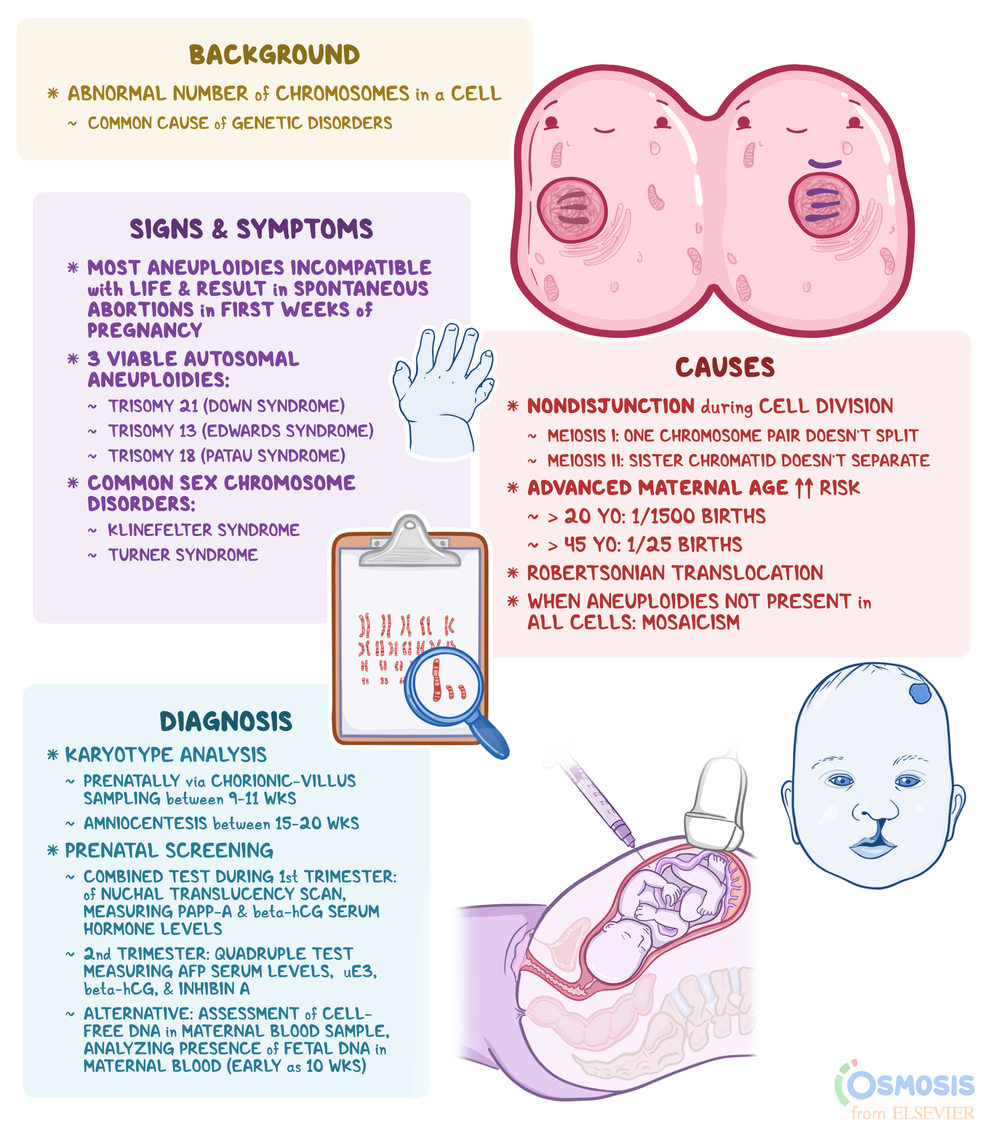 Aneuploidy What Is It Causes Diagnosis And More Osmosis