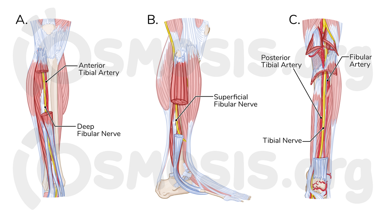 Anatomy Of The Leg Osmosis