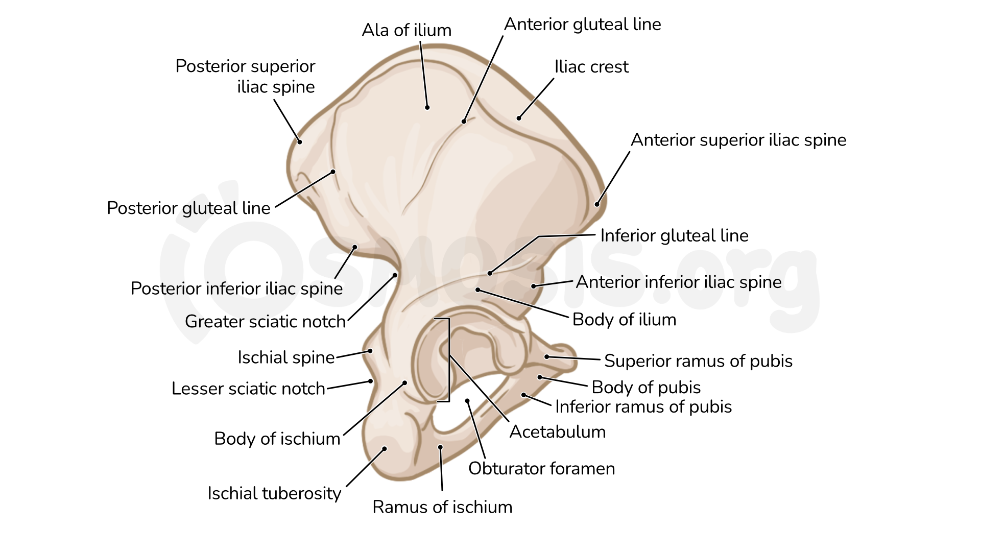 Anatomy Of The Pelvic Girdle Osmosis