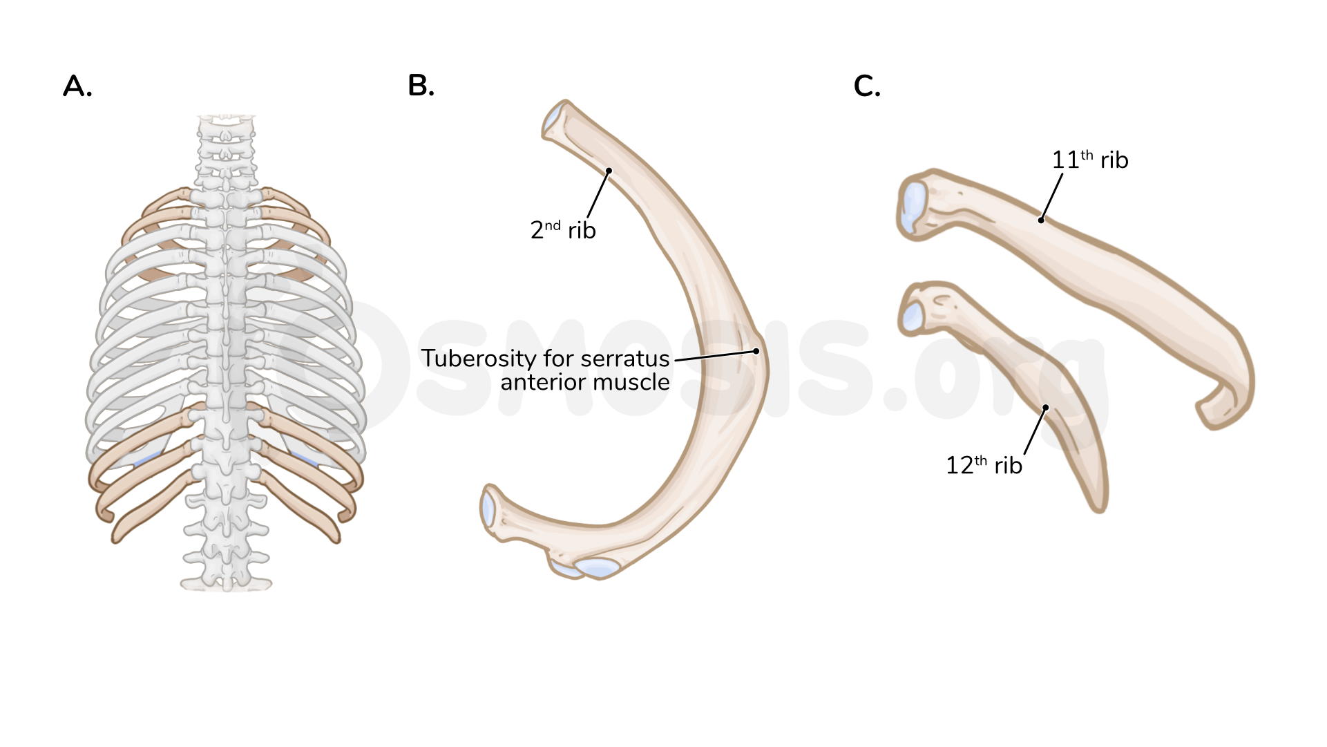 Bones And Joints Of The Thoracic Wall Osmosis