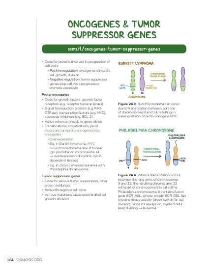 Tumor Suppressor Genes And Proto Oncogenes