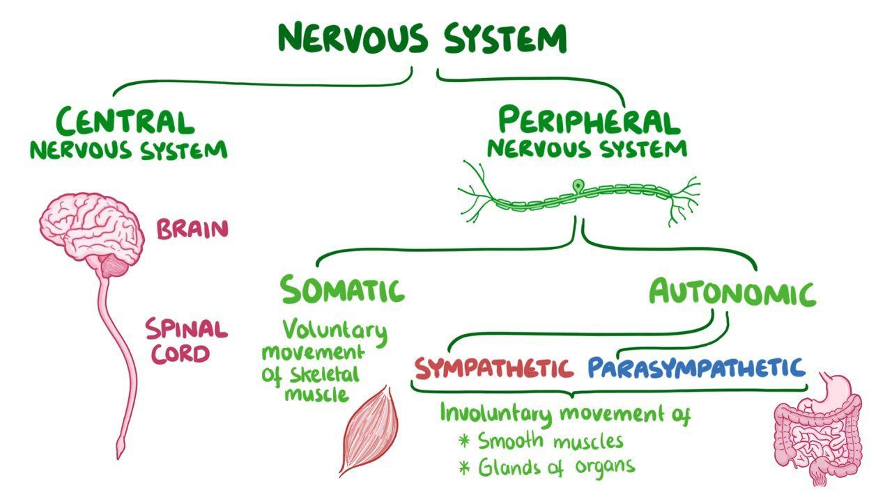 Sympathetic Nervous System Osmosis