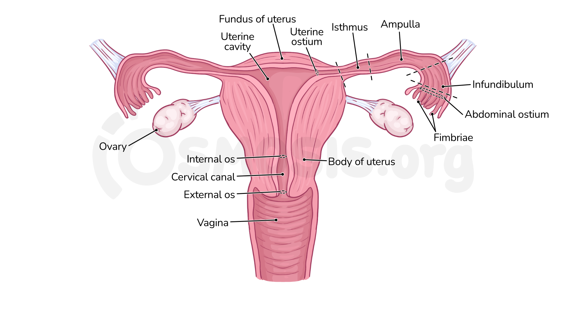 Female Reproductive Anatomy Ligaments