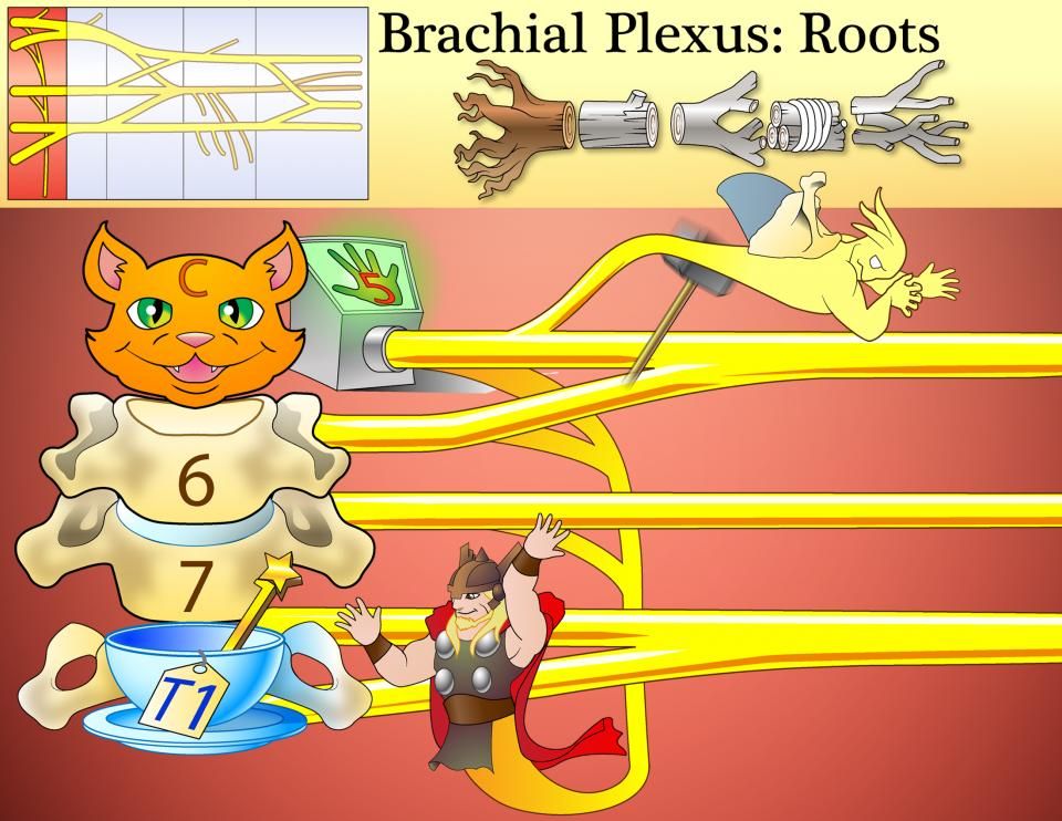 Brachial Plexus Injury Nursing Osmosis Video Library