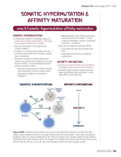 Somatic Hypermutation And Affinity Maturation Osmosis