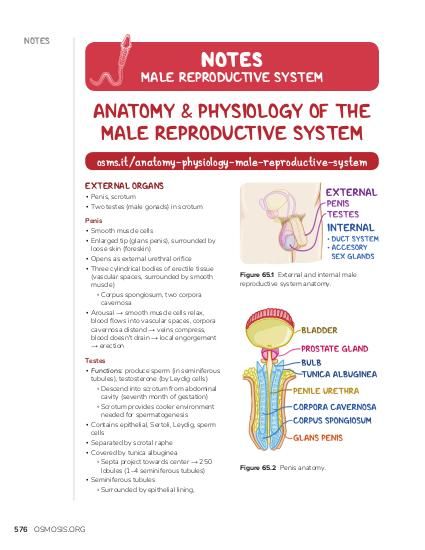 Male Reproductive System Diagram Front