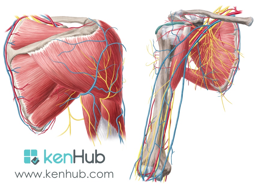 Shoulder Anatomy Posterior View