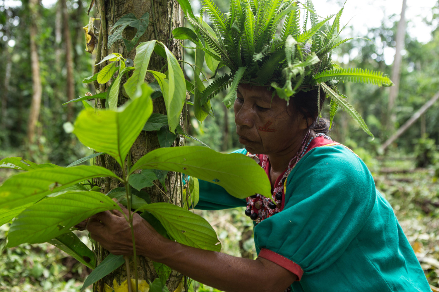 Indigenous Led Conservation In The Amazon A Win Win Win Solution