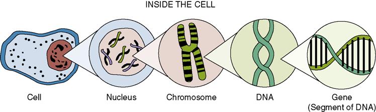 Biotechnology Basics Of Cell Nucleus Chromosomes Dna Rna Genes