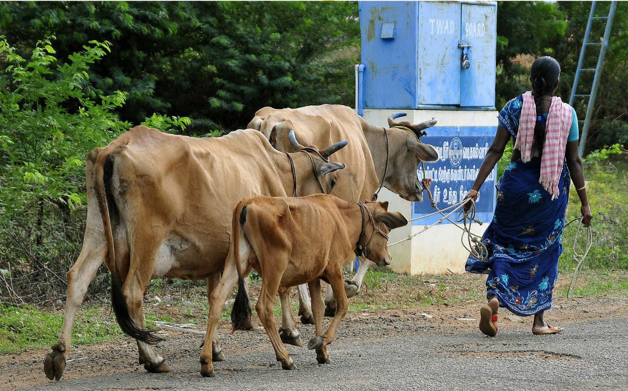 Role Of Women In Livestock Rearing Civilsdaily