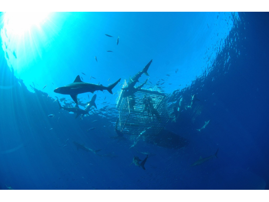 Hawaii Shark Encounters Photos Oahu Waikiki Tours And Activities Fun