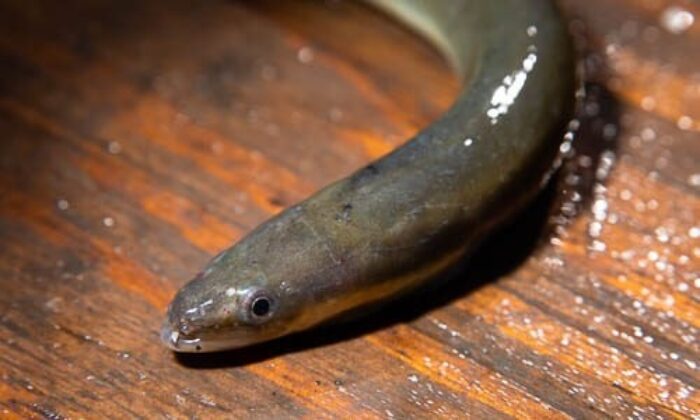 American Eel