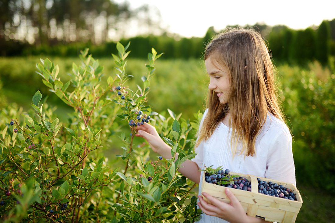 Best U Pick Blueberry Farms In Southwest Missouri