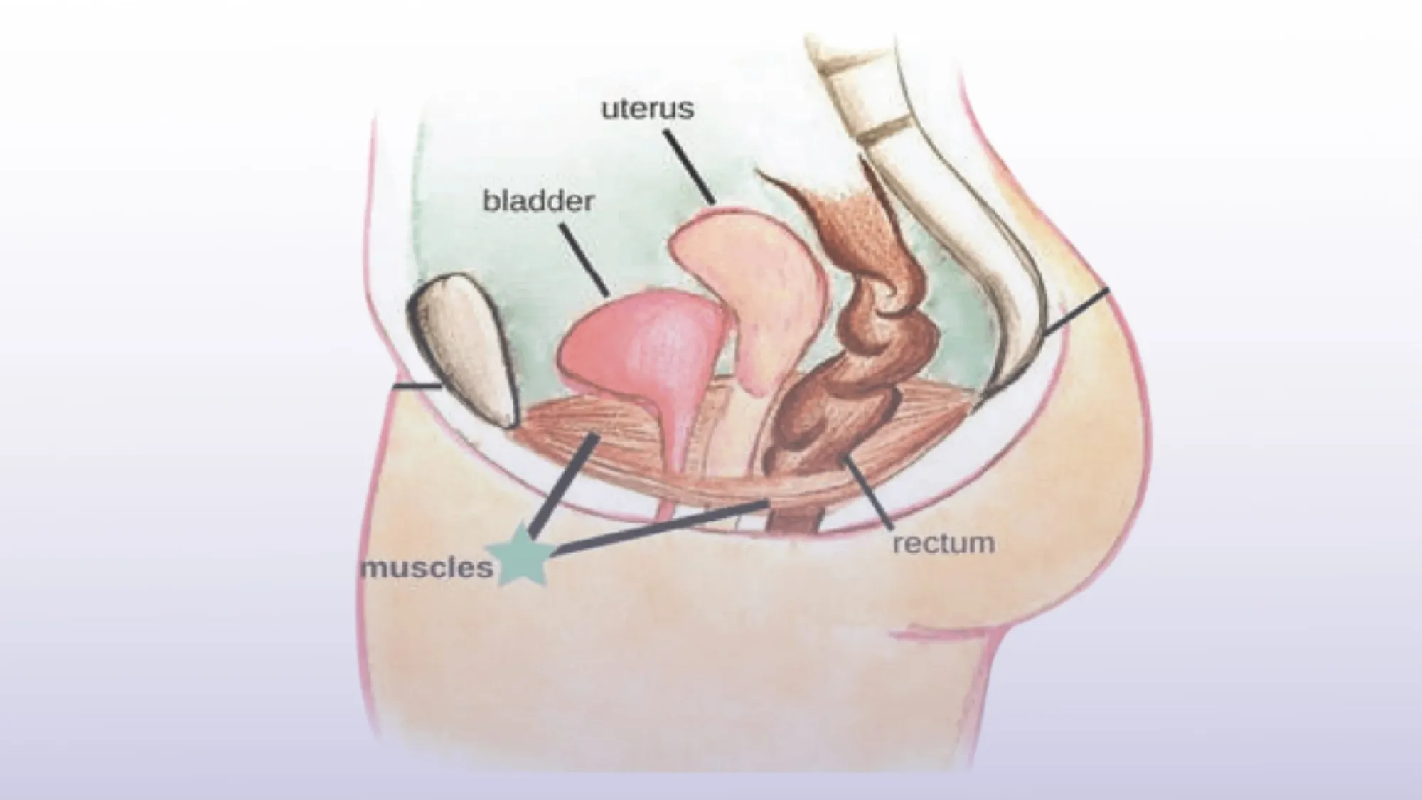 Pelvic Floor Muscles Its Functions More Elara Care