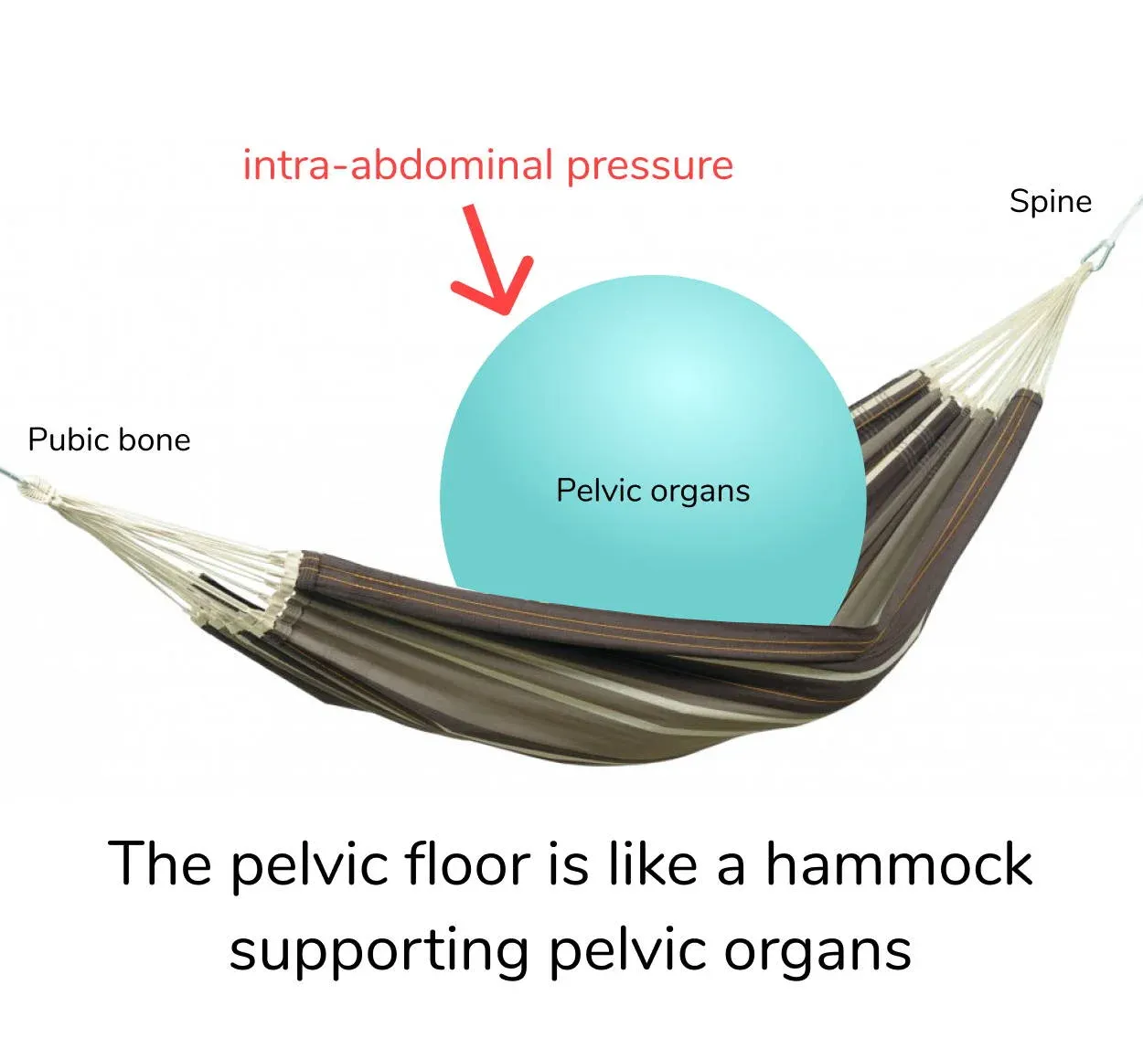 Pelvic Floor Muscles Its Functions More Elara Care