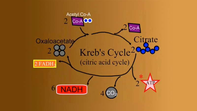 The Krebs Cycle