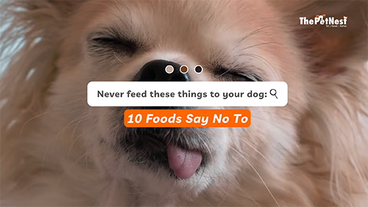 Don T Feed Your Dog These Foods