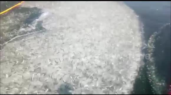 Huge Sardine Swarm Leaps En Masse To Escape Indian Fishermens Nets