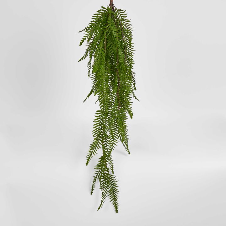 Sword Fern Hanging Bush