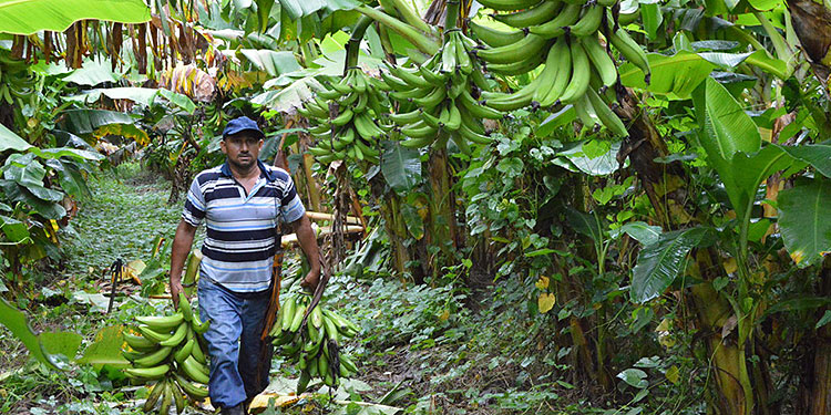 Cierran Dos Fincas Bananeras En La Zona Norte De Honduras Diario La