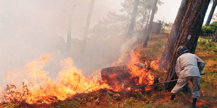 En 2022 Se Han Producido Más De 290 Incendios Forestales En Honduras