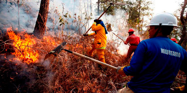 Más De 78600 Hectáreas De Bosques Afectadas Por Los Incendios En