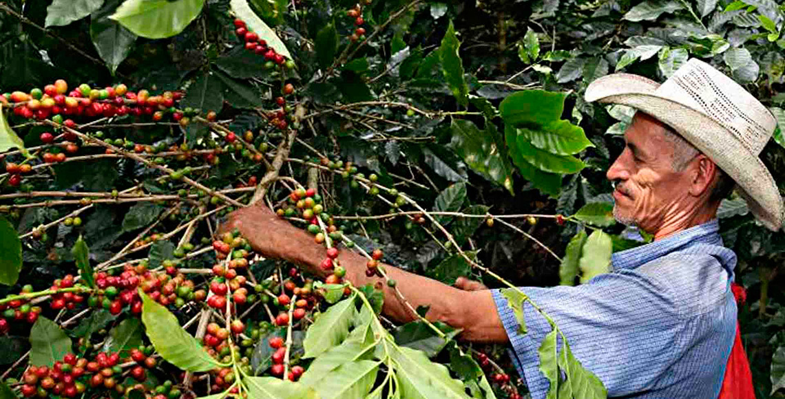 En 72 Millones De Sacos Cifran La Cosecha De Café 2022 2023 Diario