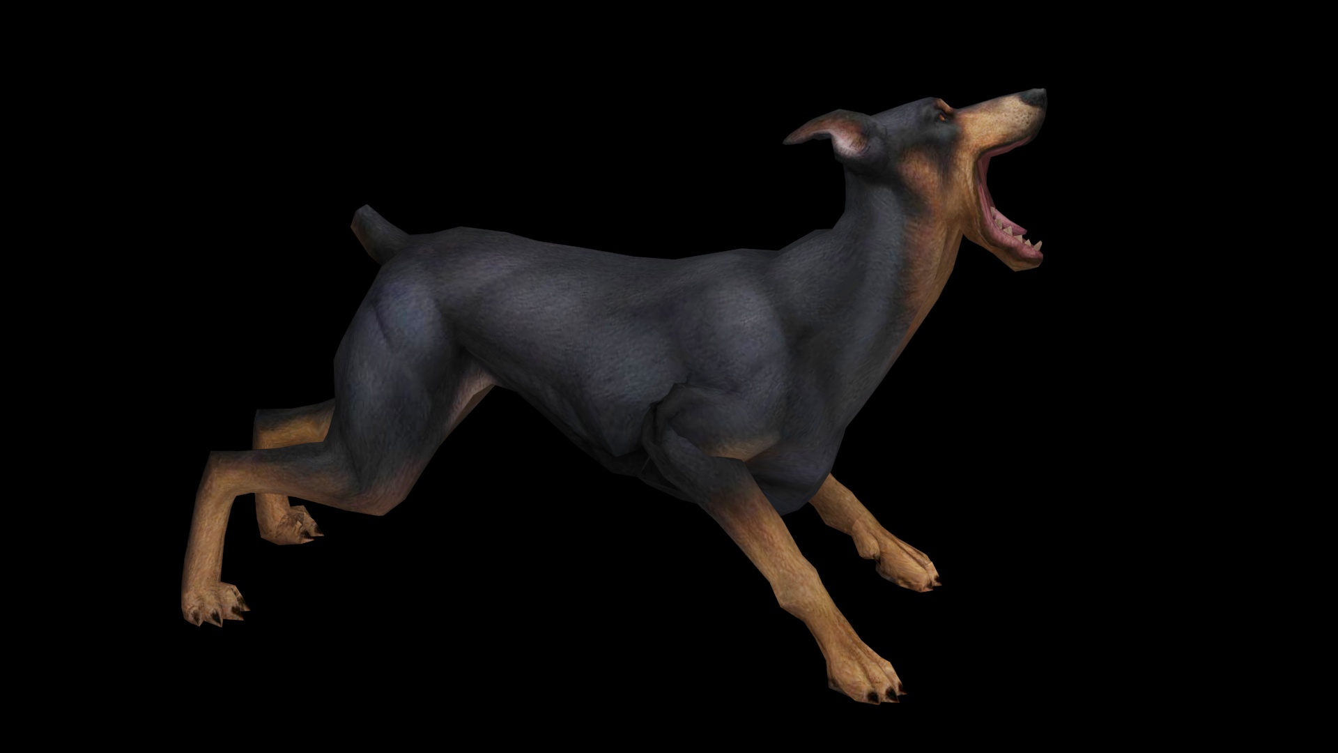 Doberman Animated 3d Model