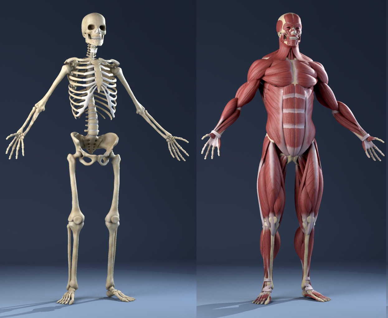 Male Anatomymusclesskeleton 3d Model