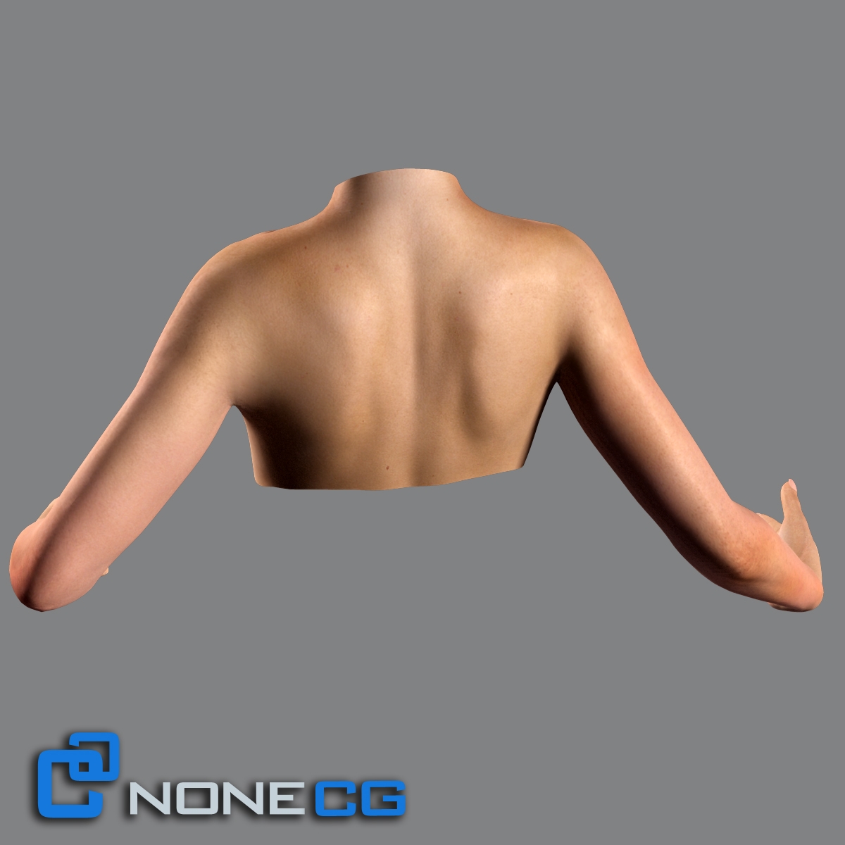 Adult Female Torso Rigged 3d Model