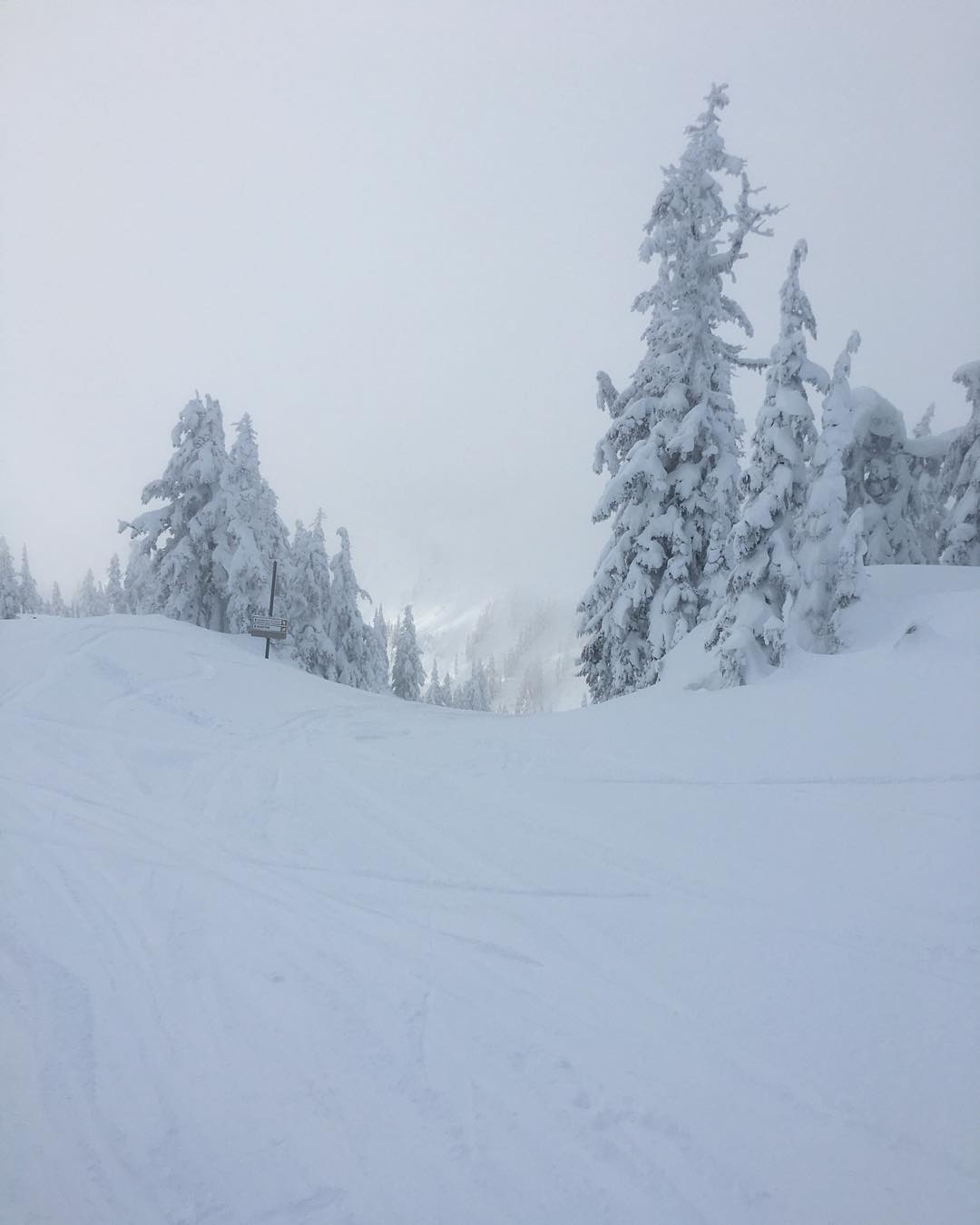 Mt Baker Ski Area The Undisputed King Of Snow