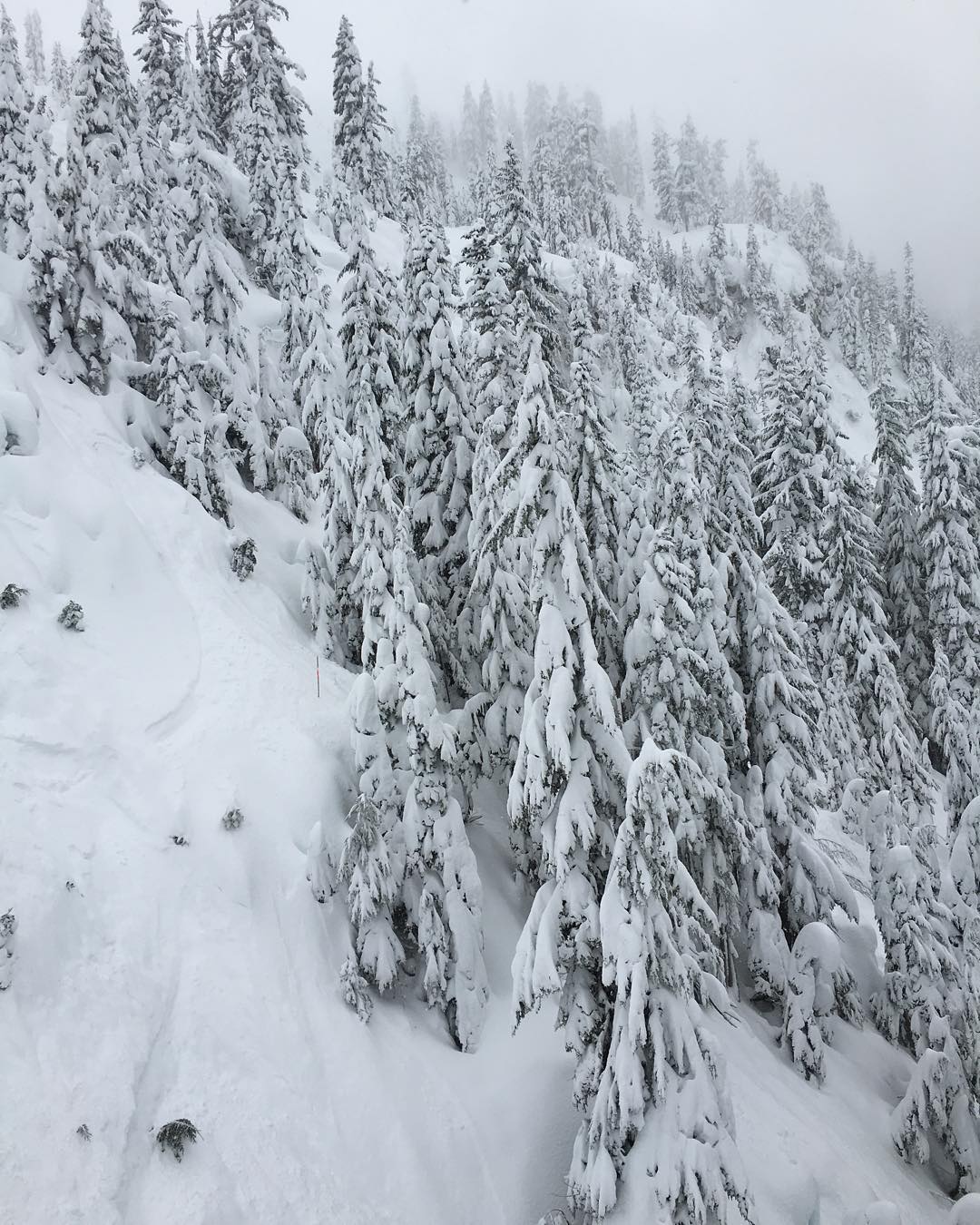 Mt Baker Ski Area The Undisputed King Of Snow