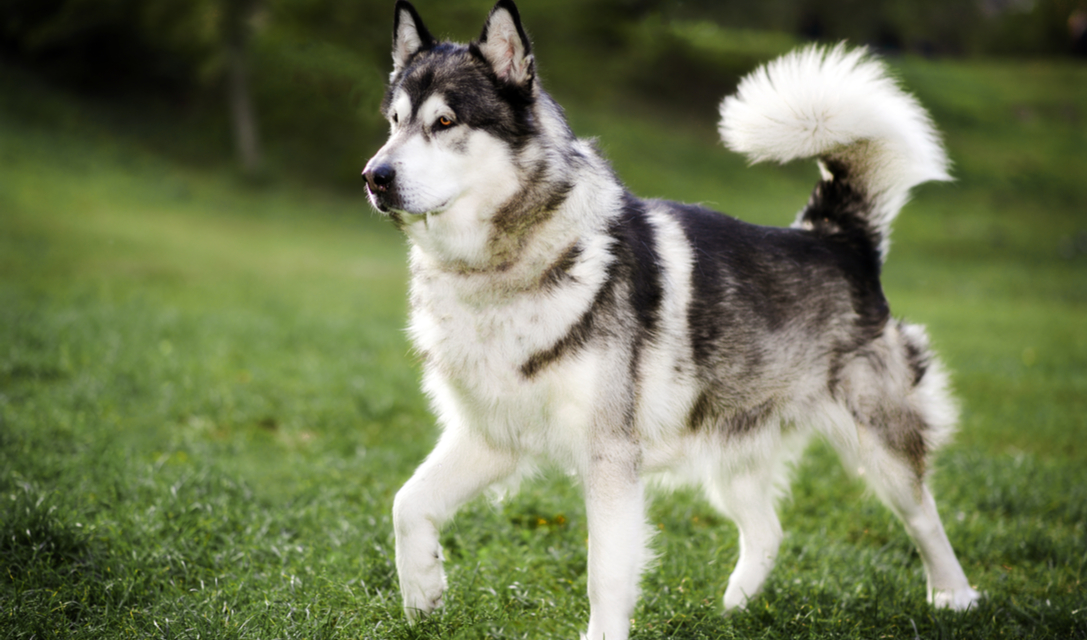Alaskan Malamute Breed Facts And Information Petcoach