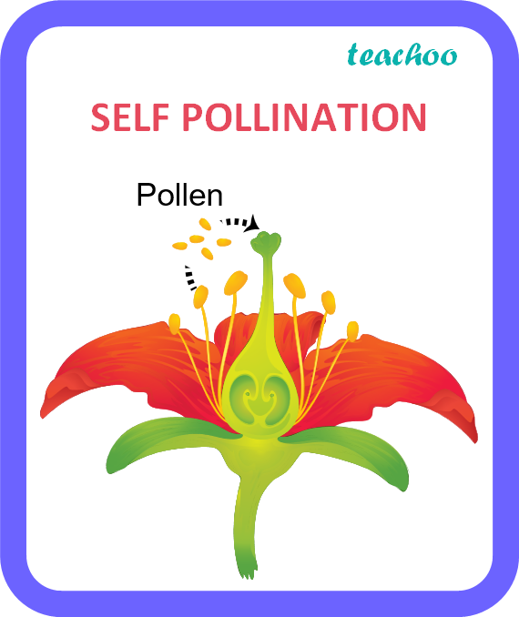 Distinguish Between Pollination And Fertilisation Mention The Site