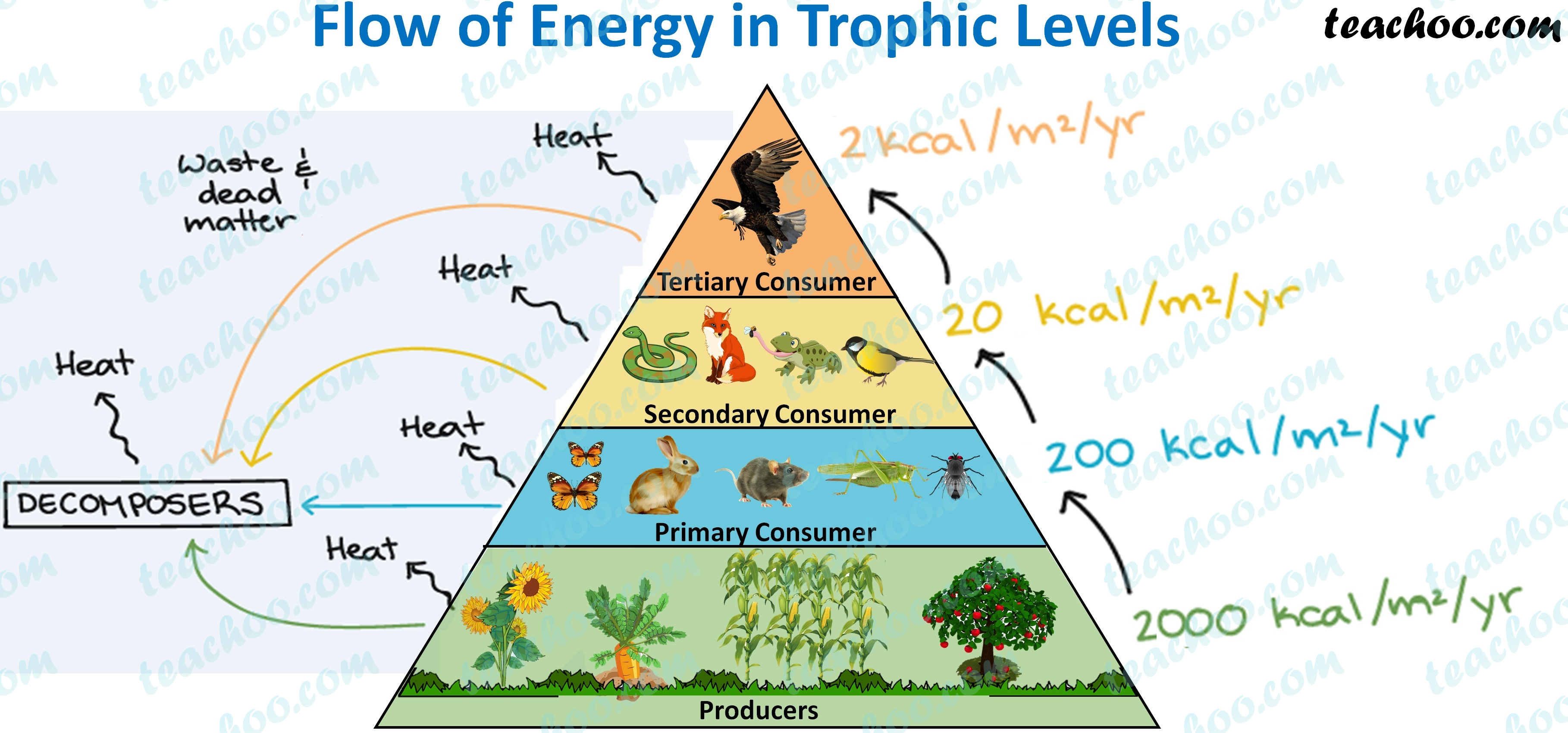 Diagram Of Trophic Levels