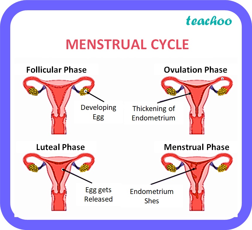 Biology Explain What Is Menarche Menstruation And Menopause