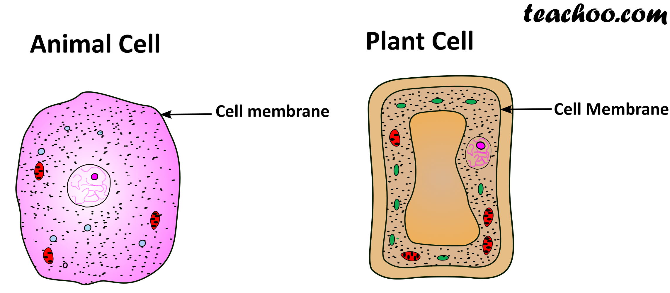 Nuclear Membrane In Animal Cell