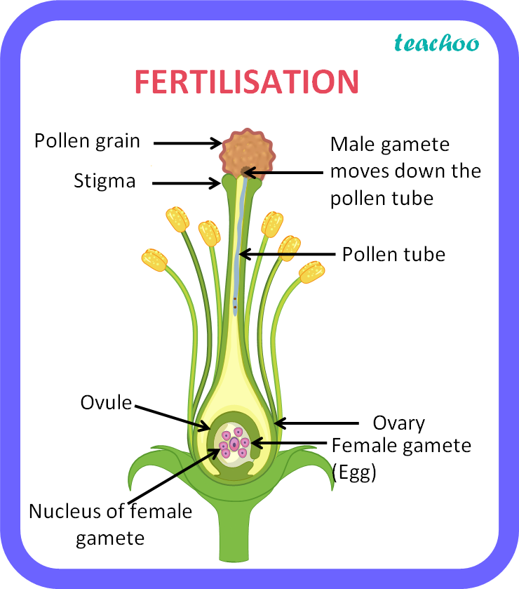 Distinguish Between Pollination And Fertilisation Mention The Site