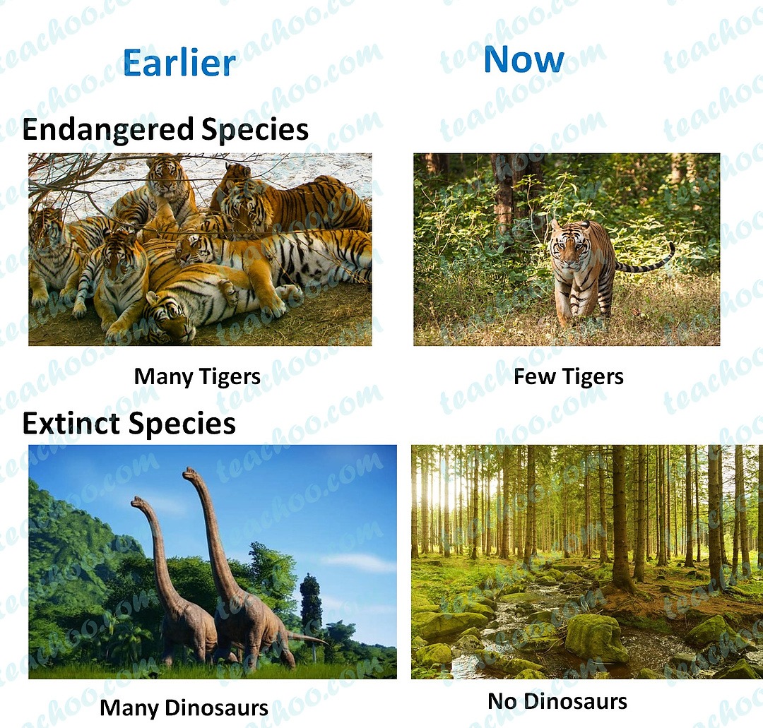 Extinct And Endangered Species Meaning Difference Teachoo