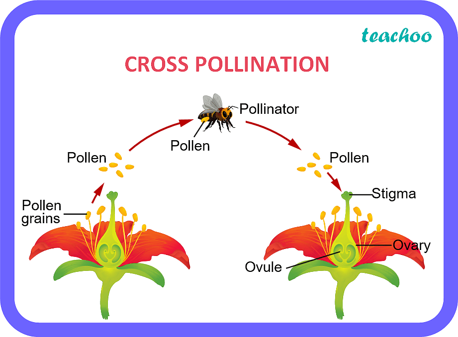 Distinguish Between Pollination And Fertilisation Mention The Site