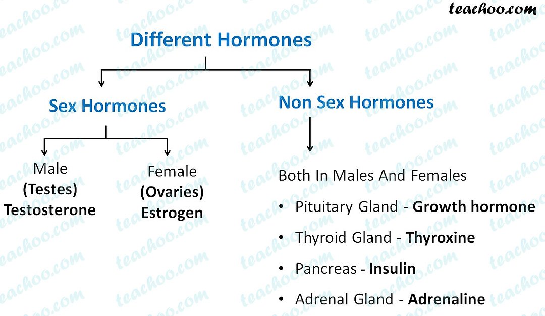 What Are The Different Sex And Non Sex Hormones Teachoo