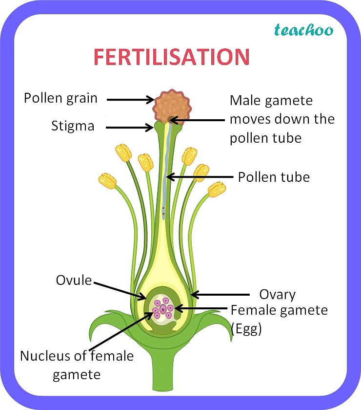 Class 10 Biology Explain The Process Of Fertilization In Plants