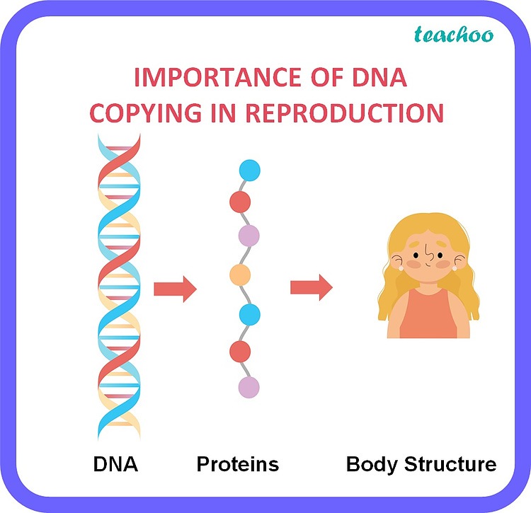 Why Is Dna Copying An Essential Part Of The Process Of Reproduction