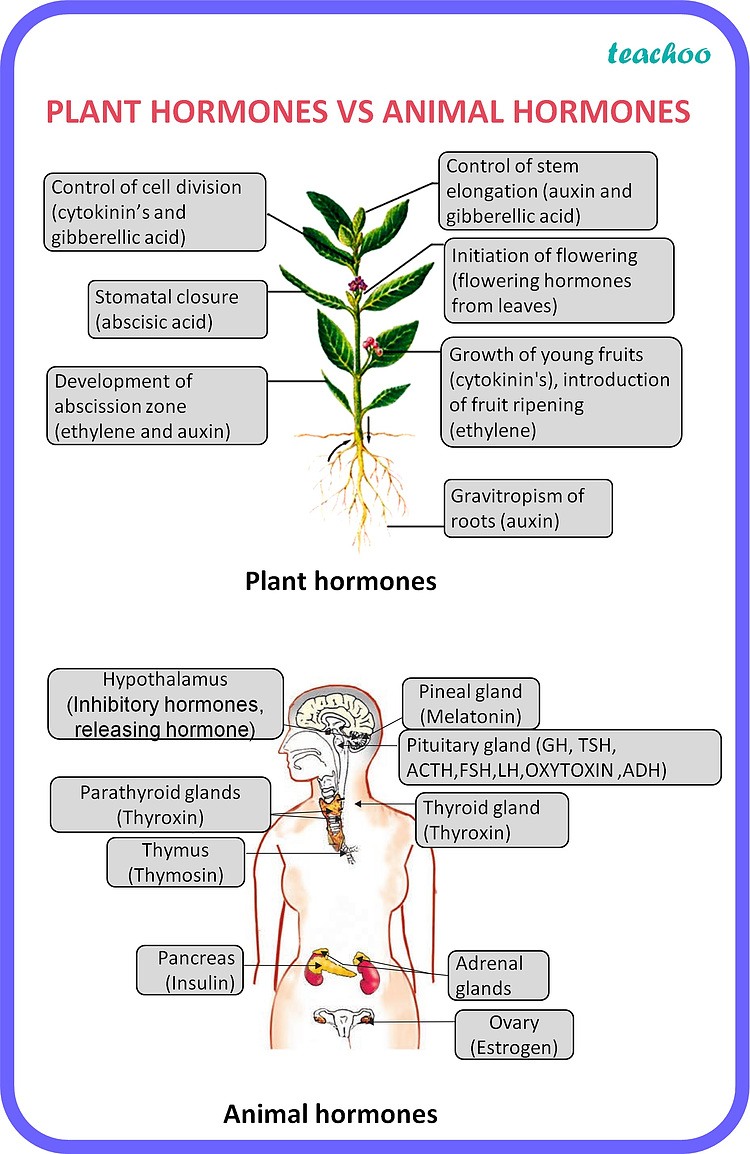 Biology Difference Between Plant Hormones And Animal Hormones