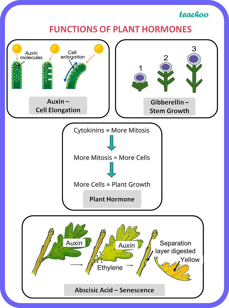 Plant Hormones And Their Functions Chart At Bryan Bennett Blog