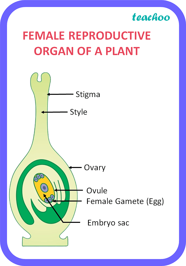 Distinguish Between Pollination And Fertilisation Mention The Site